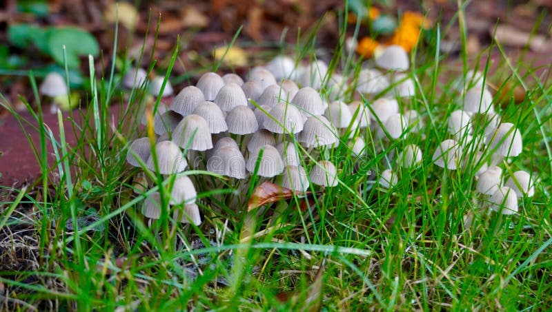Mushrooms Blooming in Green Grass Spring Stock Image - Image of autumn ...
