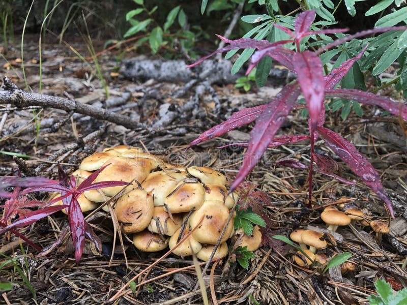 Mushrooms stock image. Image of wild, bundle, mushrooms - 98412089