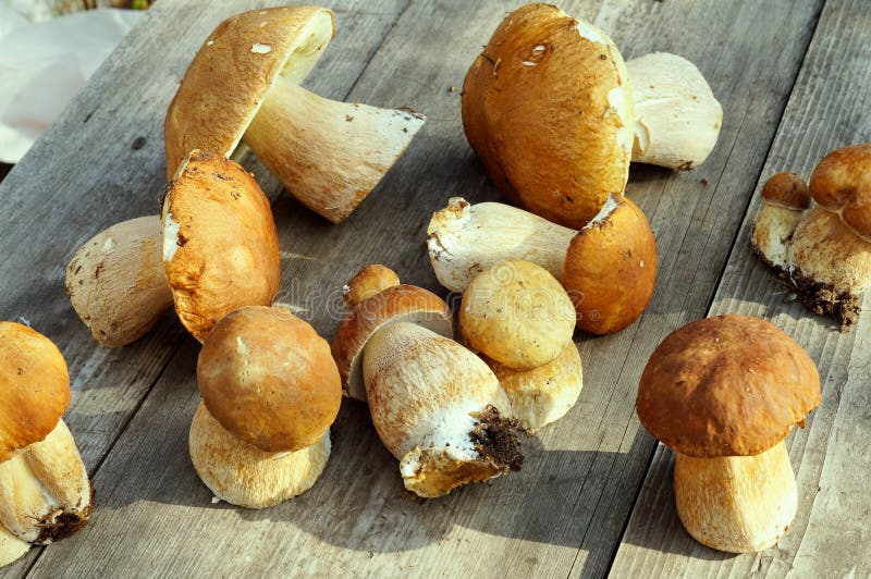Mushrooms Cepes in the Bucket Stock Photo - Image of delicious ...