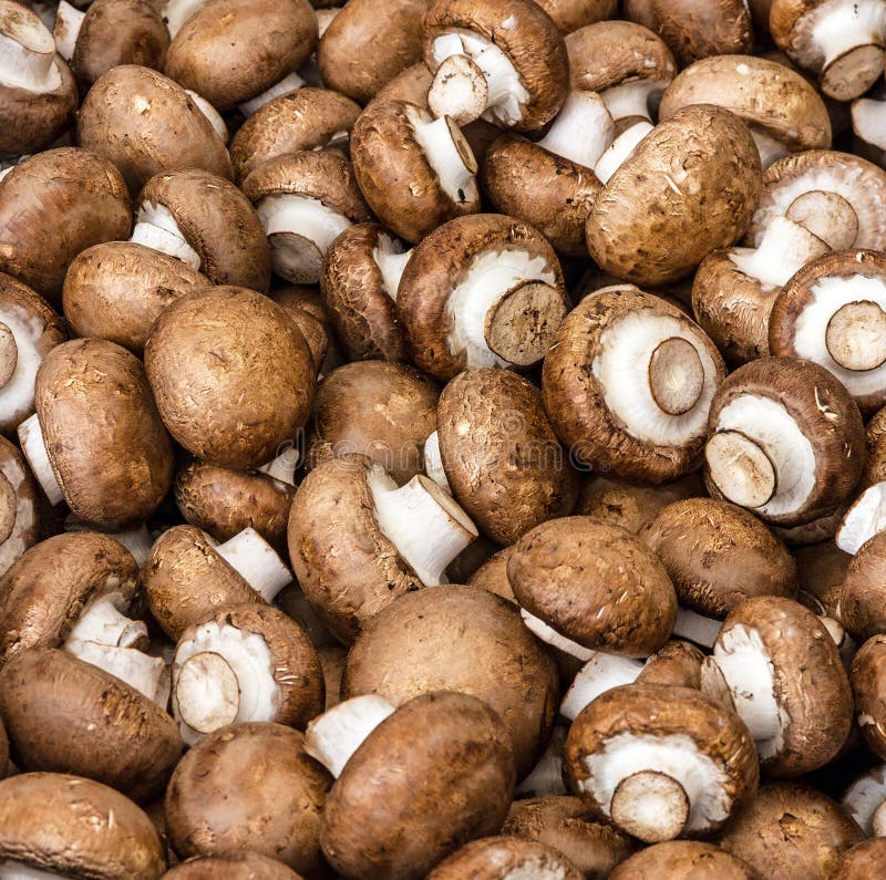 Mushrooms Champignon Vegetable Plant Food Stock Photo - Image of ...