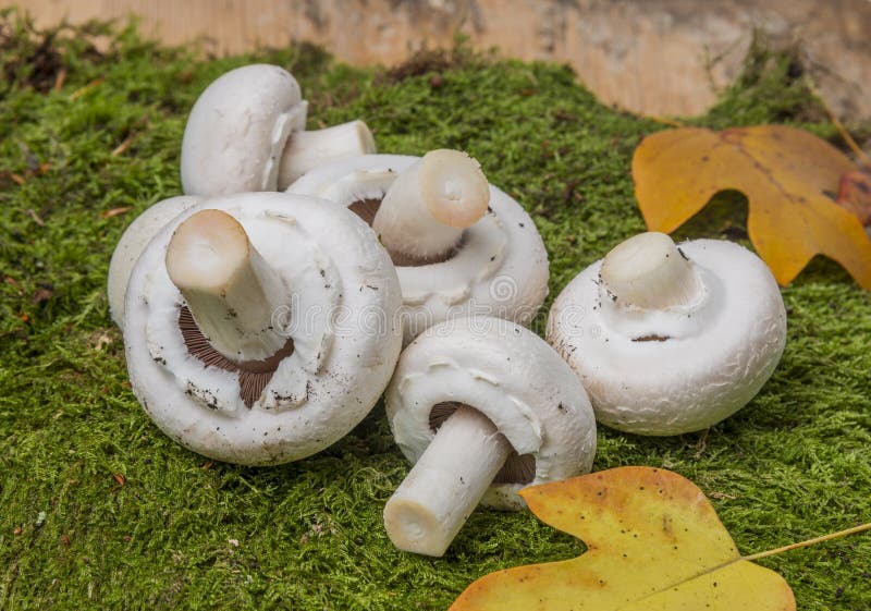 Mushrooms - champignons stock image. Image of champignons - 46354559