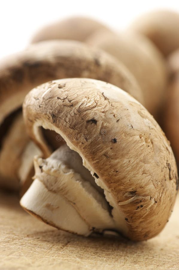 Mushrooms close-up stock photo. Image of mushroom, edible - 13724464