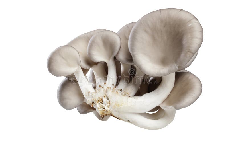 Mushrooms Close Up Isolated Stock Image - Image of healthy, delicious ...