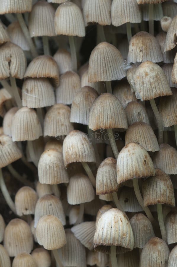 Mushrooms Coprinus Disseminatus Stock Photo - Image of wood, coprinus ...