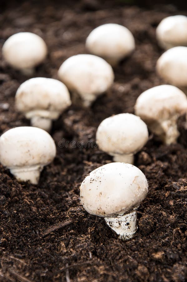 Mushrooms on earth stock photo. Image of gardening, environment - 26213150