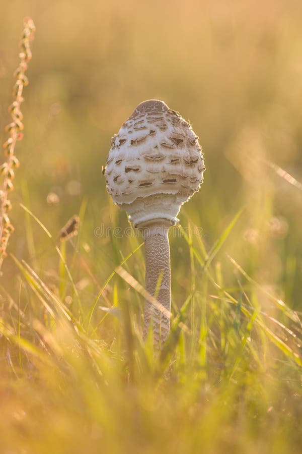 Mushrooms in Epic Warm Light in Spring and Summer Nature, Slovakia ...