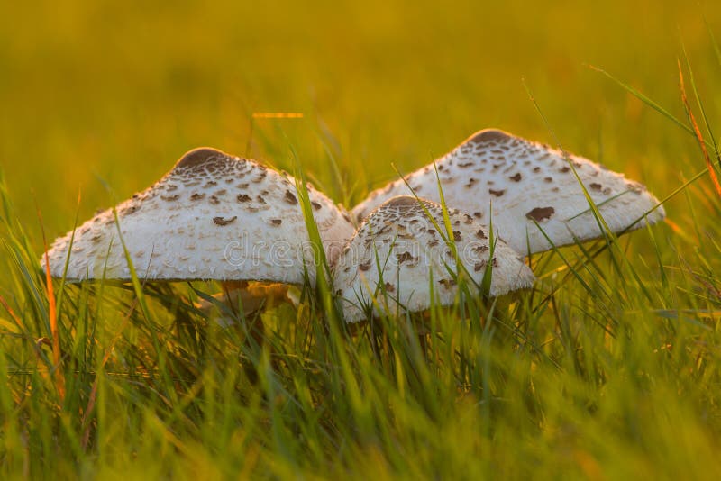Mushrooms in Epic Warm Light in Spring and Summer Nature, Slovakia ...