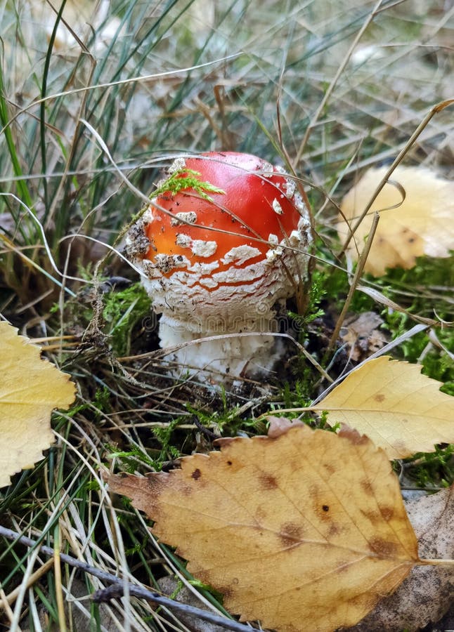 Fly Agaric. Mushrooms in the Fall Forest Stock Photo - Image of edible ...