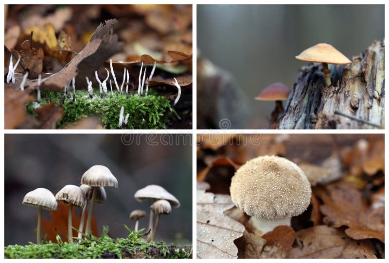 Mushroom in forest stock image. Image of forest, outdoors - 22468043