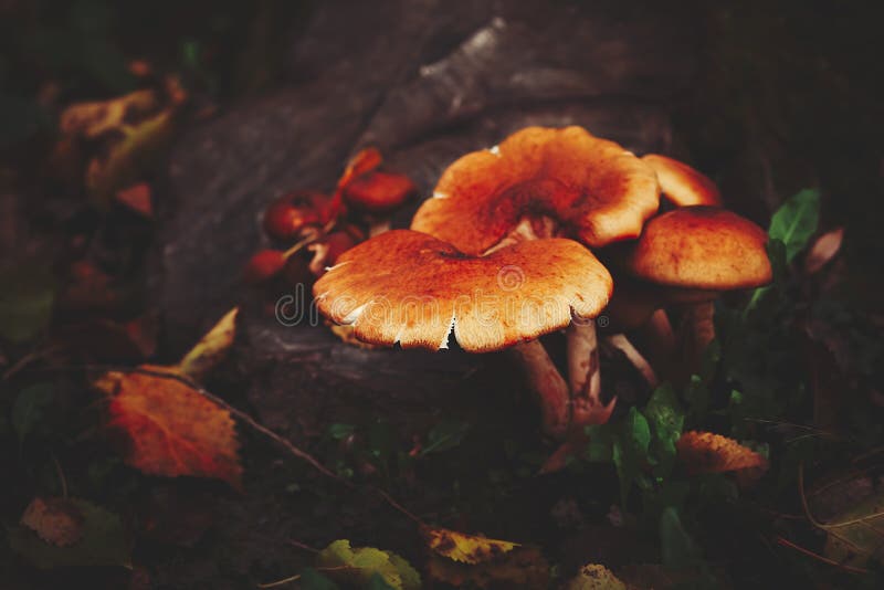Mushrooms on Forest Ground by the Tree Roots, with Some Grass Stock ...
