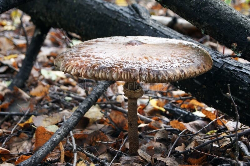 Mushrooms stock photo. Image of green, lake, pond, spruce - 77367140