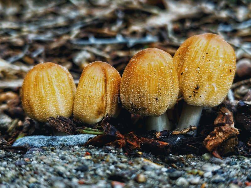 Mushrooms stock image. Image of mushrooms, forest, dead - 122934349