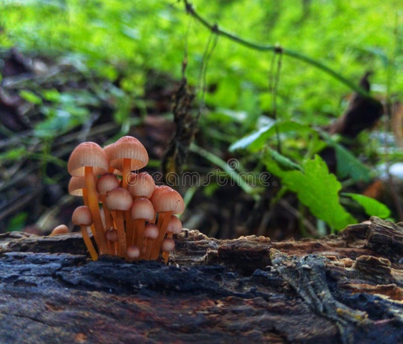 Mushrooms. Fungi. Mycena Renati. Mushroom on a Dry Tree Branch. Stock ... Mushrooms. Fungi. Mycena Renati. Mushroom on a Dry Tree Branch. Stock ...
