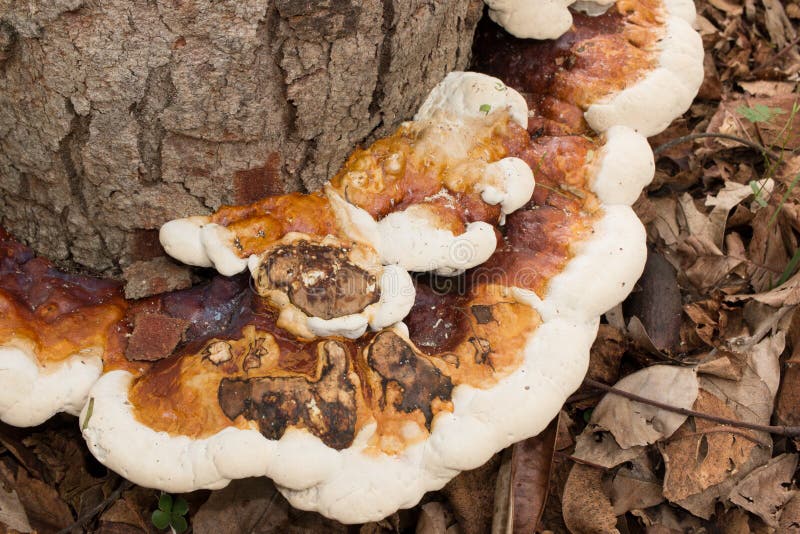 Mushrooms and Fungus Growing on the Side of a Tree Stock Image - Image ...