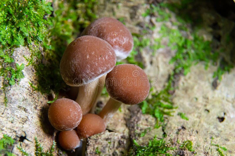 Mushrooms of the Genus Psathyrella Growing among Moss on a Decayed Log ...