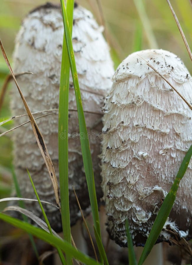 Mushrooms in the grass stock photo. Image of mycetismus - 179677266
