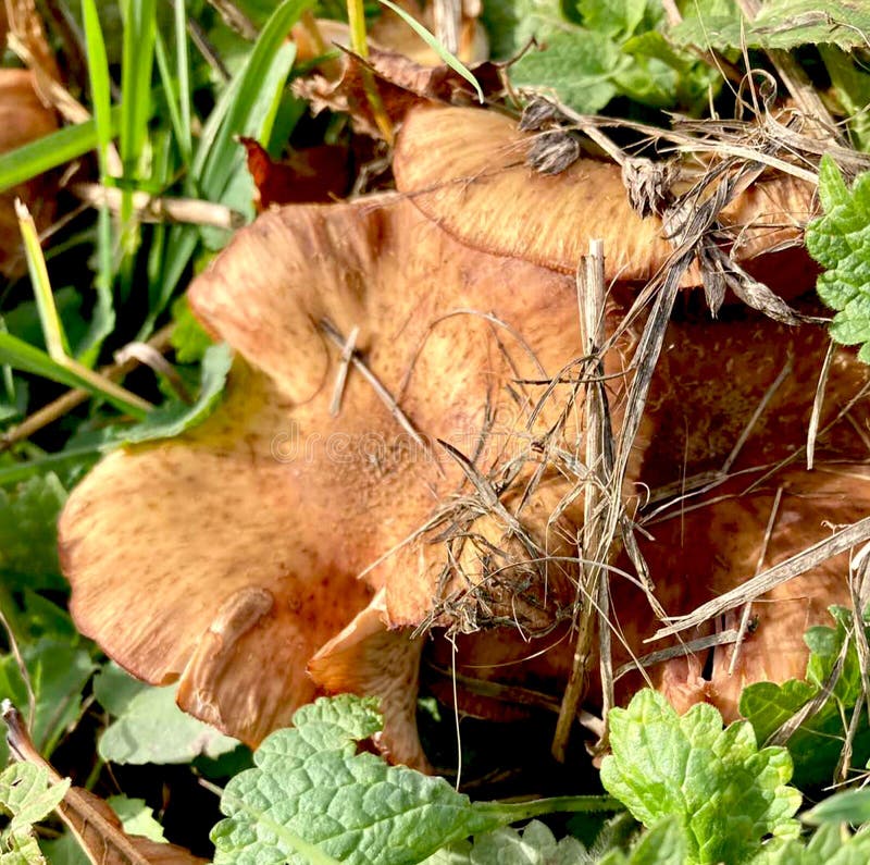 Mushrooms in the Grass. Habitat. Mushrooms are Not Edible Poisonous ... Mushrooms in the Grass. Habitat. Mushrooms are Not Edible Poisonous ...
