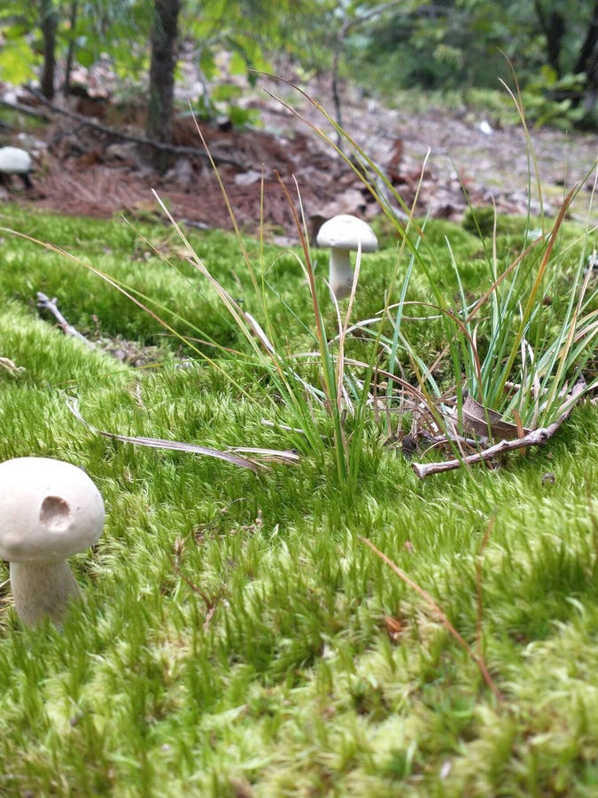 Mushrooms Grass Outside Smurff Stock Photo - Image of plant, wildlife ... Mushrooms Grass Outside Smurff Stock Photo - Image of plant, wildlife ...