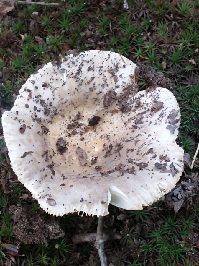 Mushrooms Grass Outside Smurff Stock Image - Image of smurff, woodland ... Mushrooms Grass Outside Smurff Stock Image - Image of smurff, woodland ...