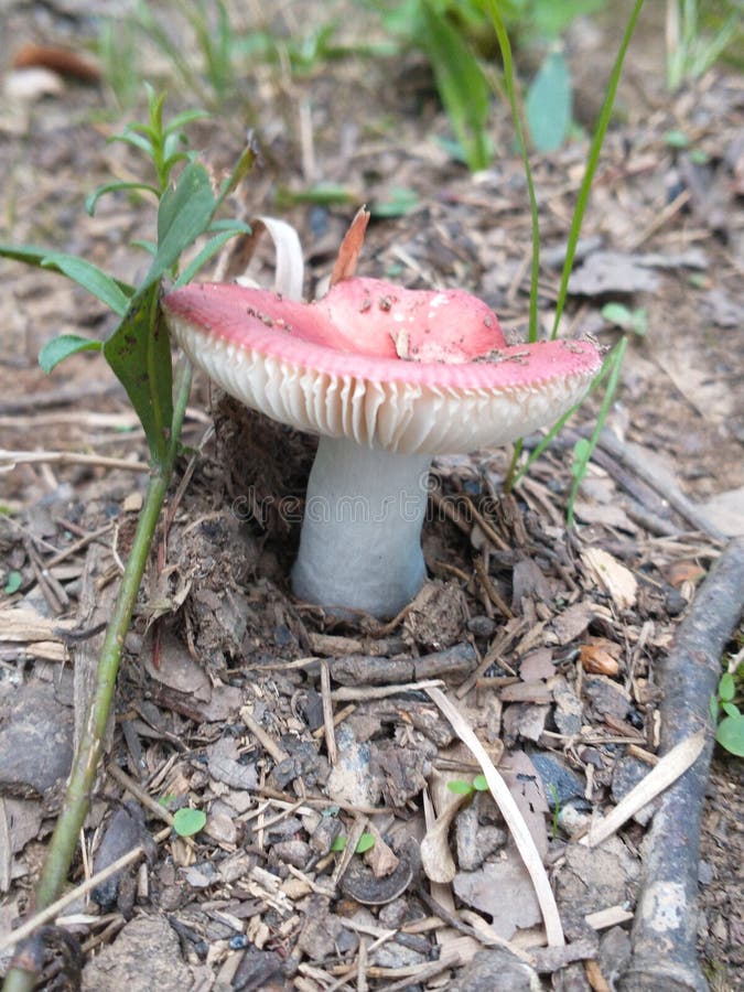 Mushrooms Grass Outside Smurff Stock Image - Image of tree, autumn ... Mushrooms Grass Outside Smurff Stock Image - Image of tree, autumn ...