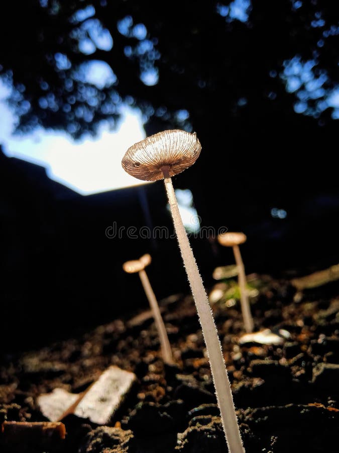 Mushrooms Grew in the Morning after Yesterday& X27;s Continuous Rain ...