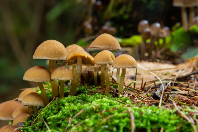 Mushrooms Group Kuehneromyces Mutabilis on a Tree Stump Stock Photo ...
