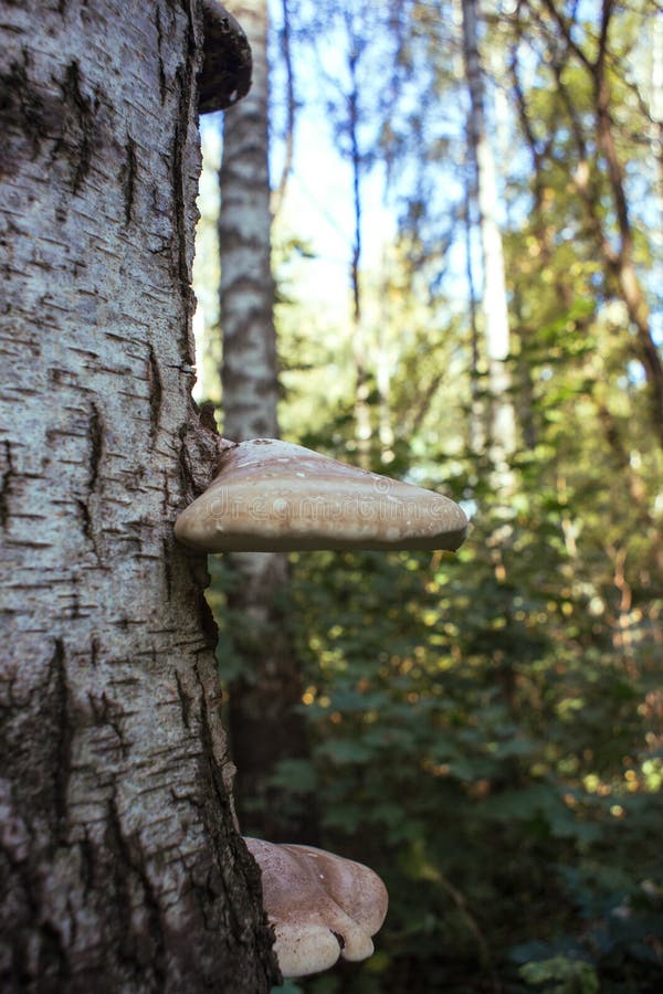 Mushrooms Grow on a Birch Tree in the Forest Stock Image - Image of ...