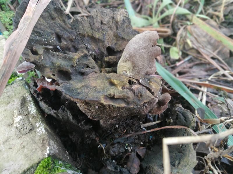 Mushrooms Grow on Dead Trees Stock Image - Image of leaf, fungus: 211253619