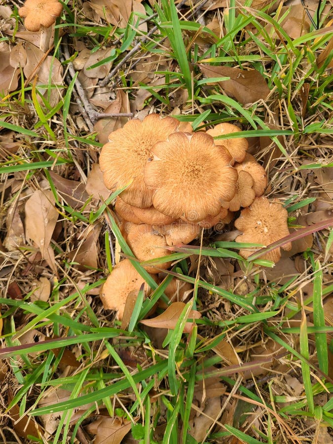 A Cluster of Mushrooms in the Grass Stock Photo - Image of woodland ...