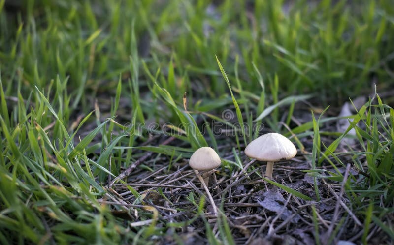 Mushrooms Grow in the Spring Forest Stock Image - Image of perfume ...