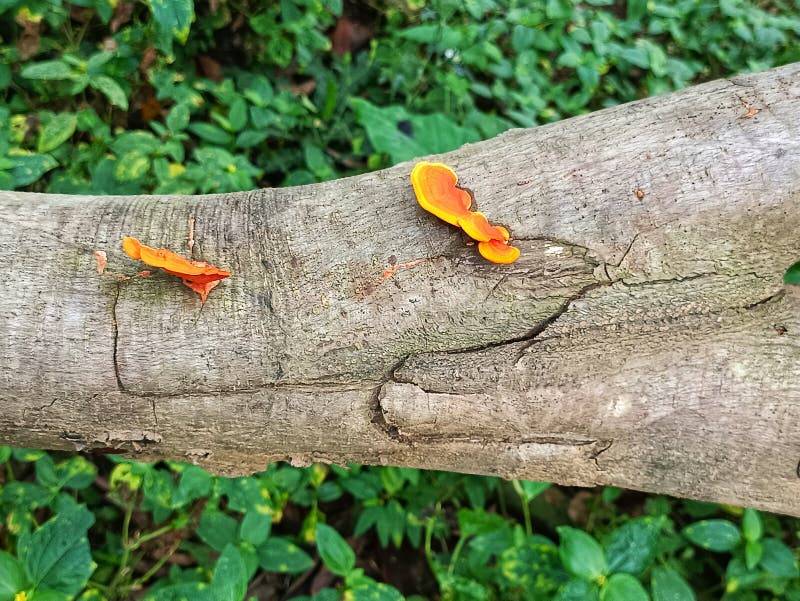 Mushrooms Grow on Tree Trunks in Natural Forests Stock Photo - Image of ...