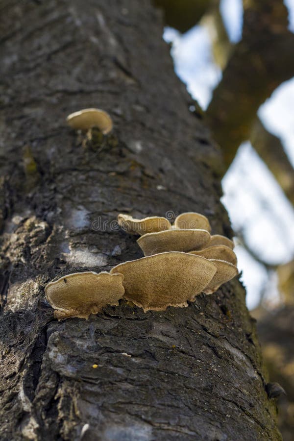 Mushrooms Grow on the Trunk of a Sick Garden Tree Stock Photo - Image ... Mushrooms Grow on the Trunk of a Sick Garden Tree Stock Photo - Image ...