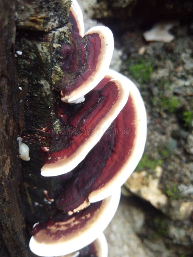 Mushrooms that Grow between Wood and Rocks Stock Image - Image of food ...