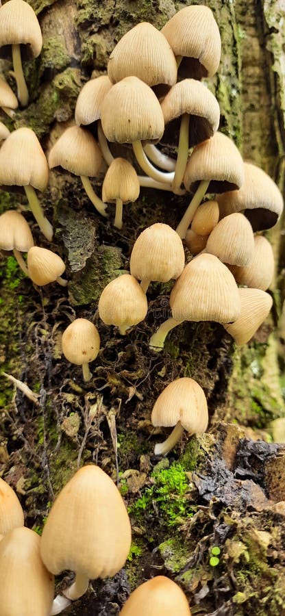 Mushrooms Growing in Clusters on the Tree Stock Image - Image of fungus ...