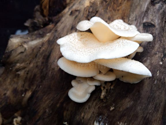 Mushrooms Growing on Dead Mango Tree Stumps Stock Image - Image of ...