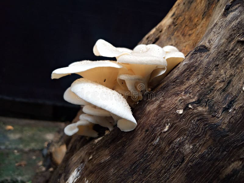 Mushrooms Growing on Dead Mango Tree Stumps Stock Image - Image of ...