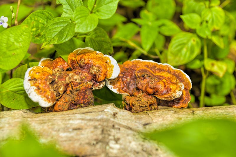 Mushrooms Growing from the Dead Tree. Stock Image - Image of ...