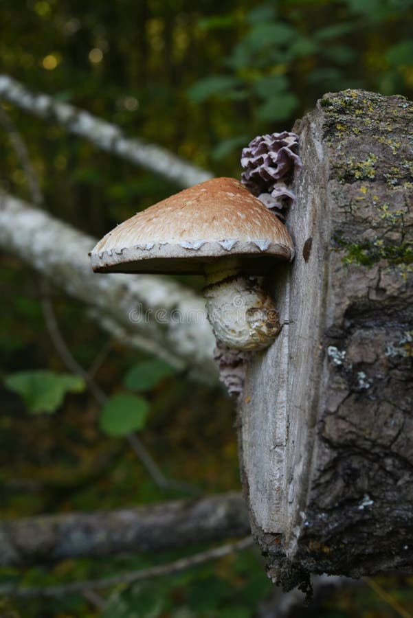 Mushrooms Growing From The Dead Tree. Stock Image - Image of texture ...