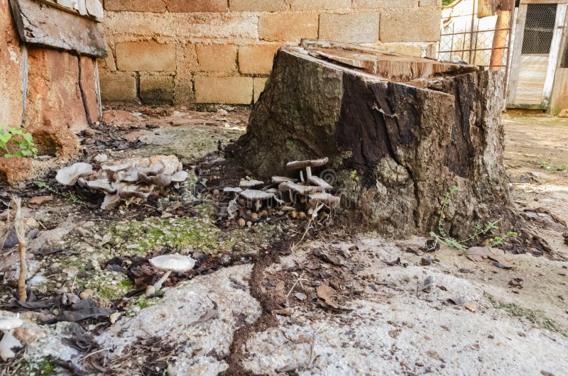 Mushrooms on a Dead Fallen Tree Trunk in the Rainforest. Fungi Mushroom ...