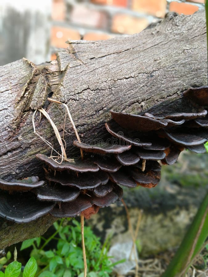 A Fungus that Grows on Fallen and Dead Trees Stock Image - Image of ...