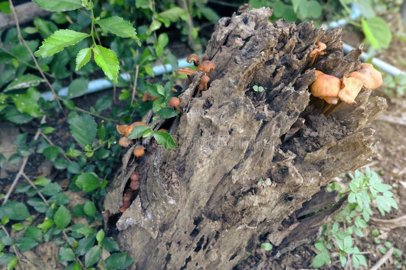 Mushrooms Growing on Old, Decayed Tree Stumps Stock Image - Image of ...