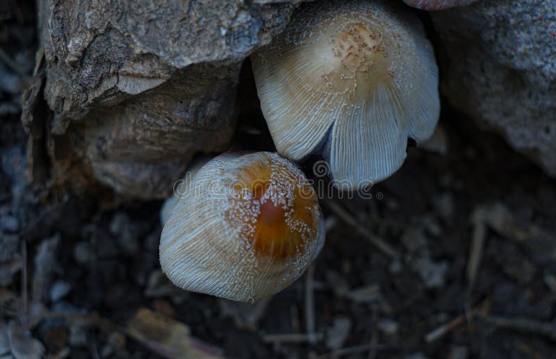 Mushrooms Growing among the Rocks Stock Photo - Image of green, closeup ...
