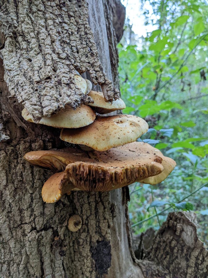 Mushrooms Growing on the Side of a Tree Stock Photo - Image of fungus ...