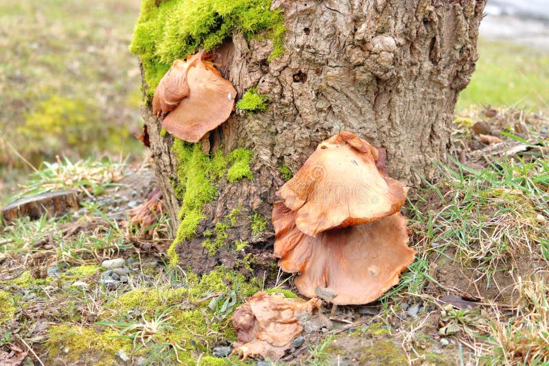 Indication of Tree Root Rot Stock Photo - Image of golden, mushroom ...