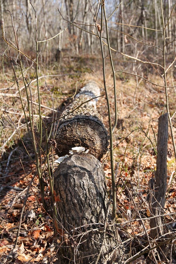 Mushrooms Growing on a Tree Felled by Beavers Stock Image - Image of ...