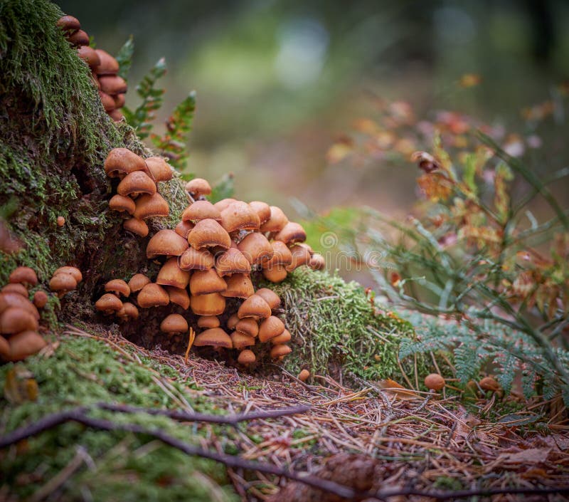 Growth Of Mushrooms On Trunk Of A Tree Stock Image - Image of growth ...