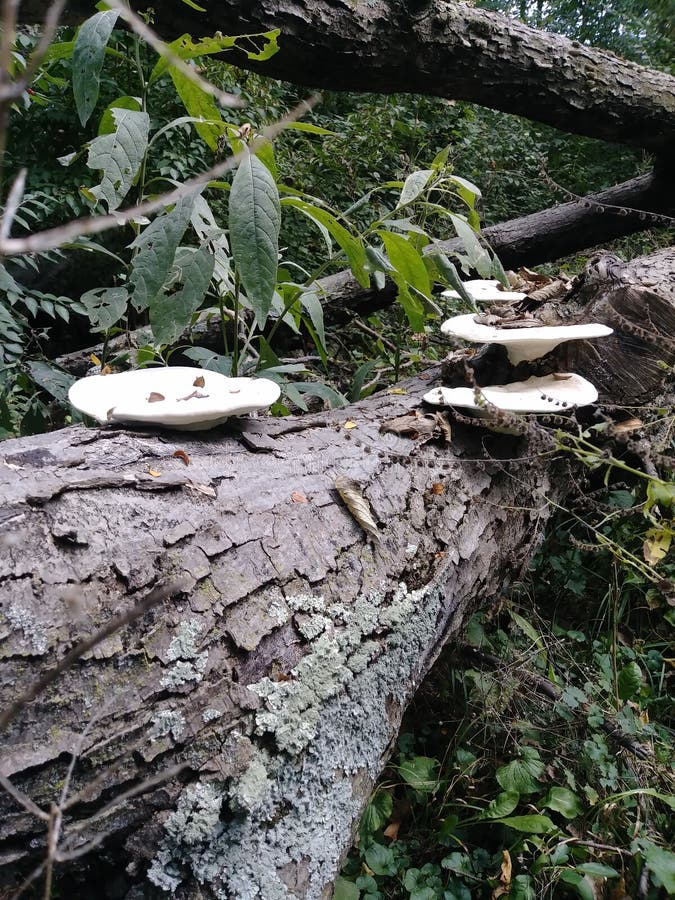 Where the wild things grow stock photo. Image of growing - 103329676