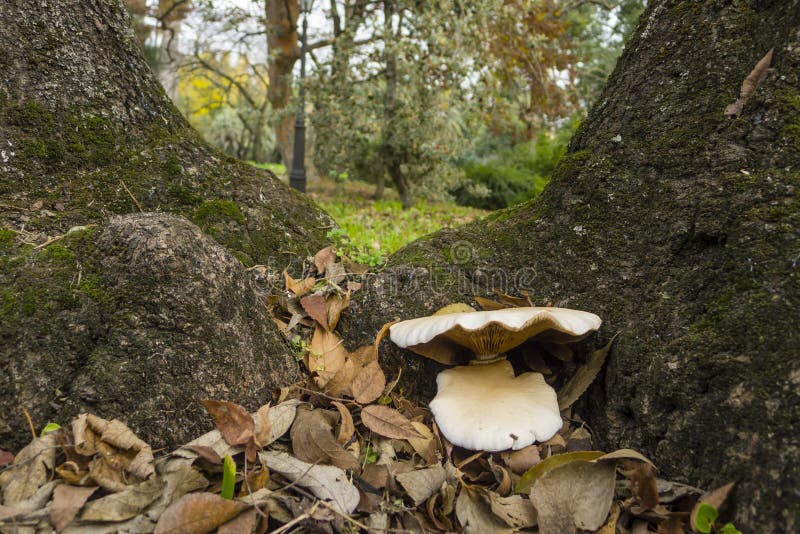 Mushrooms Growing on the Underbrush Stock Image - Image of mushroom ...