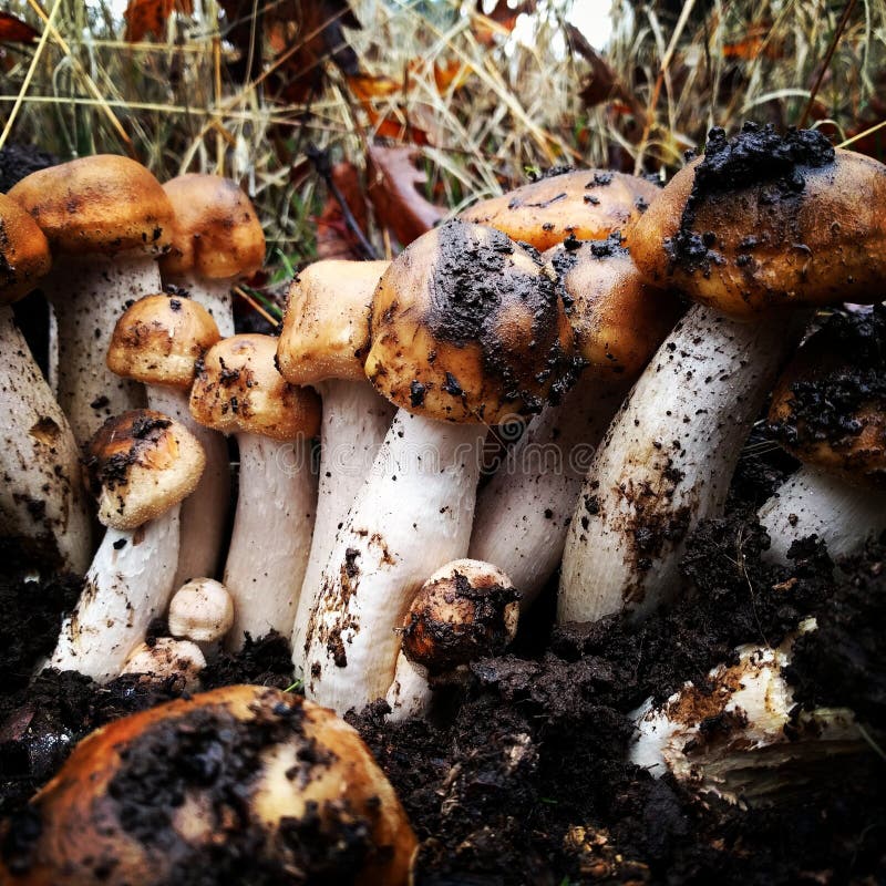 Mushrooms Growing in the Wild Stock Photo - Image of growing, dirt ...