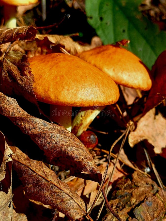 A Mushrooms are Growing in the Woods Stock Photo - Image of closeup ...